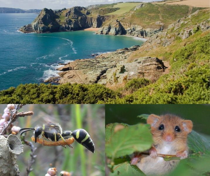 Devon's Local Nature Recovery Strategy - Environment