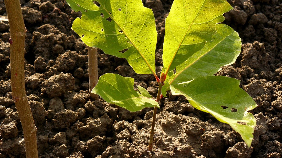 10,000 trees being planted with help of new tree funding - News