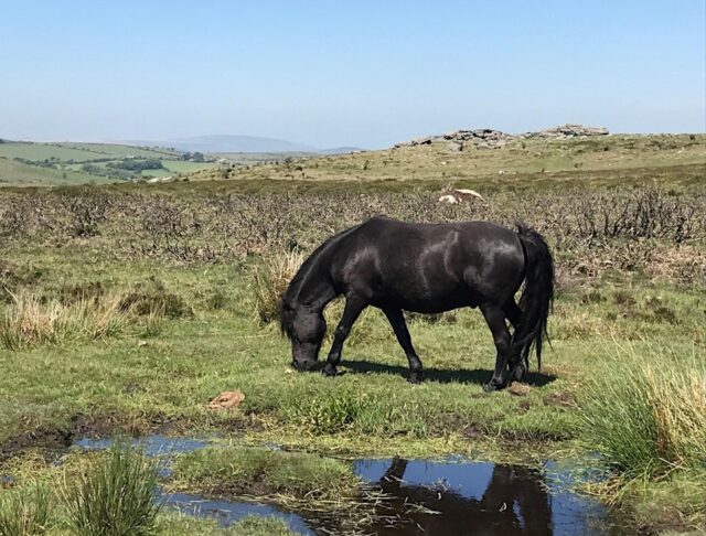 A summer's evening walk bringing to life Dartmoor and Stover Park's ...